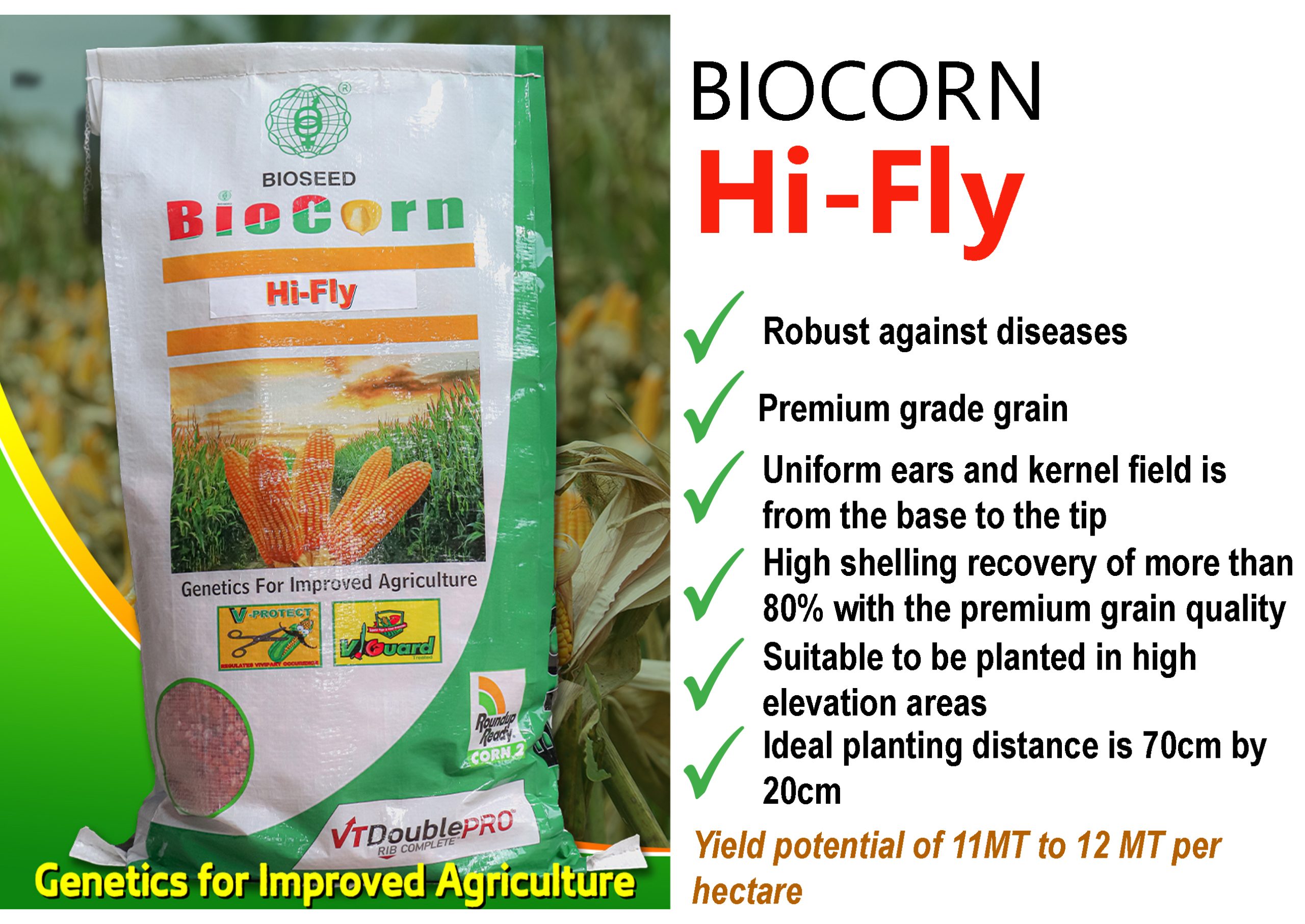 BioCorn Hi Fly - Bioseed Research Philippines Inc.