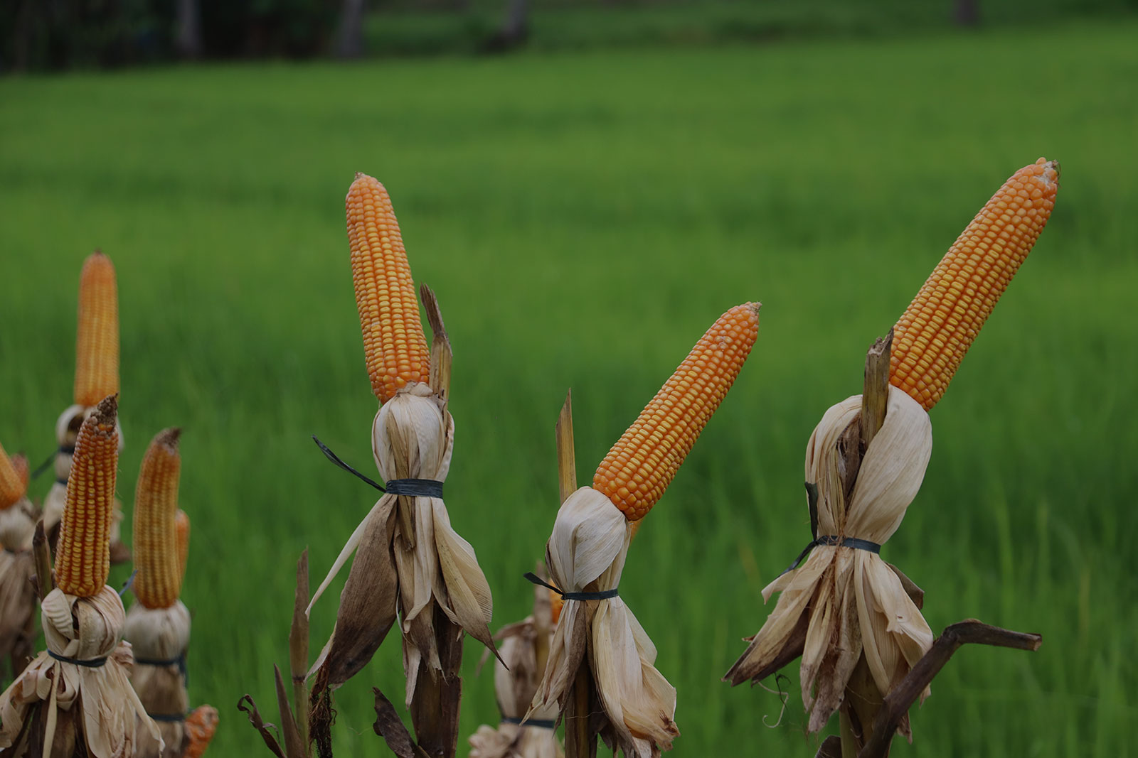 Home - Bioseed Research Philippines Inc.