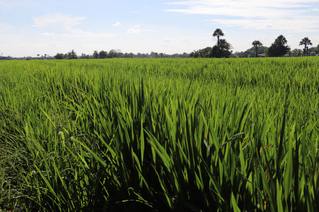 Products - Bioseed Research Philippines Inc.