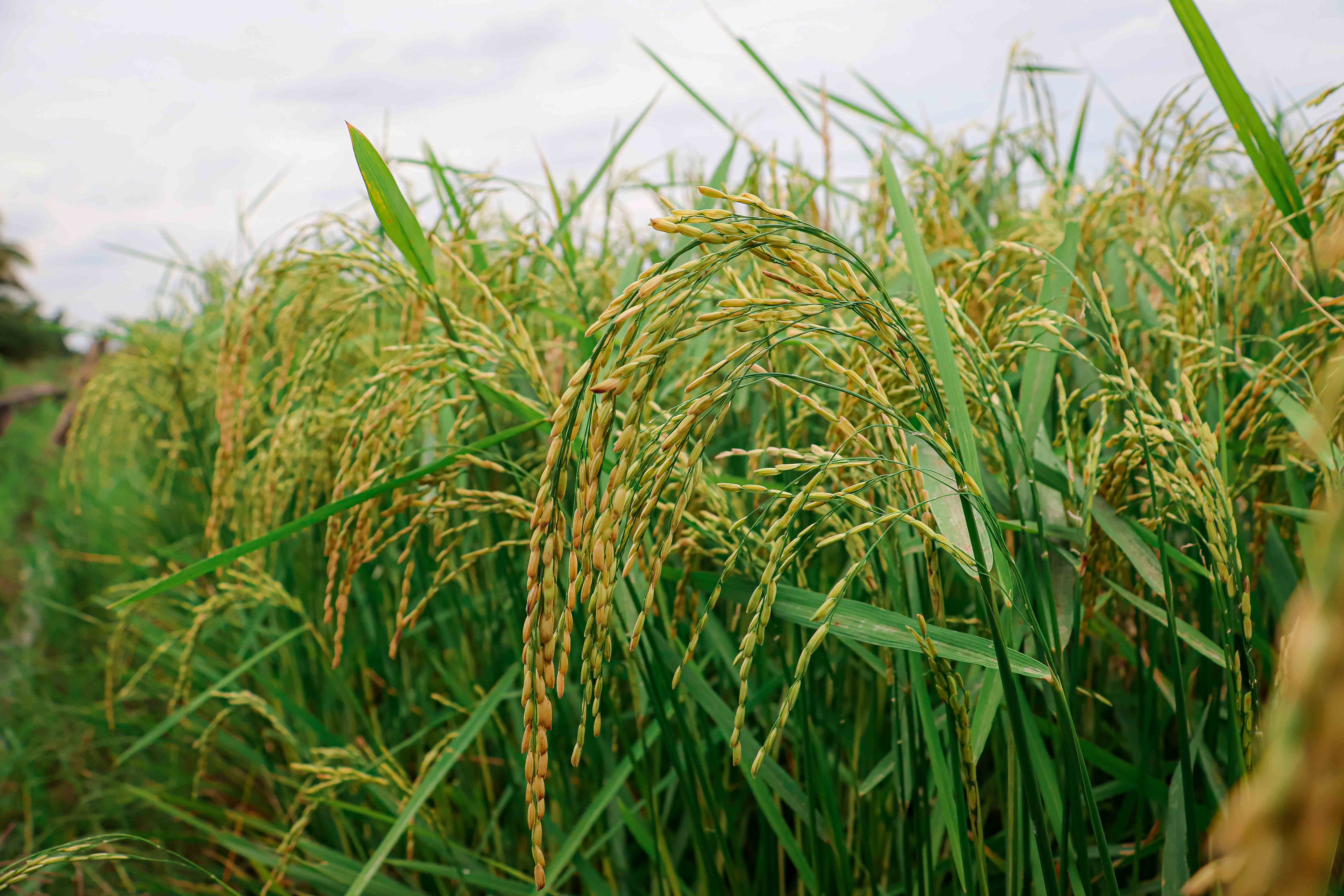 Home - Bioseed Research Philippines Inc.